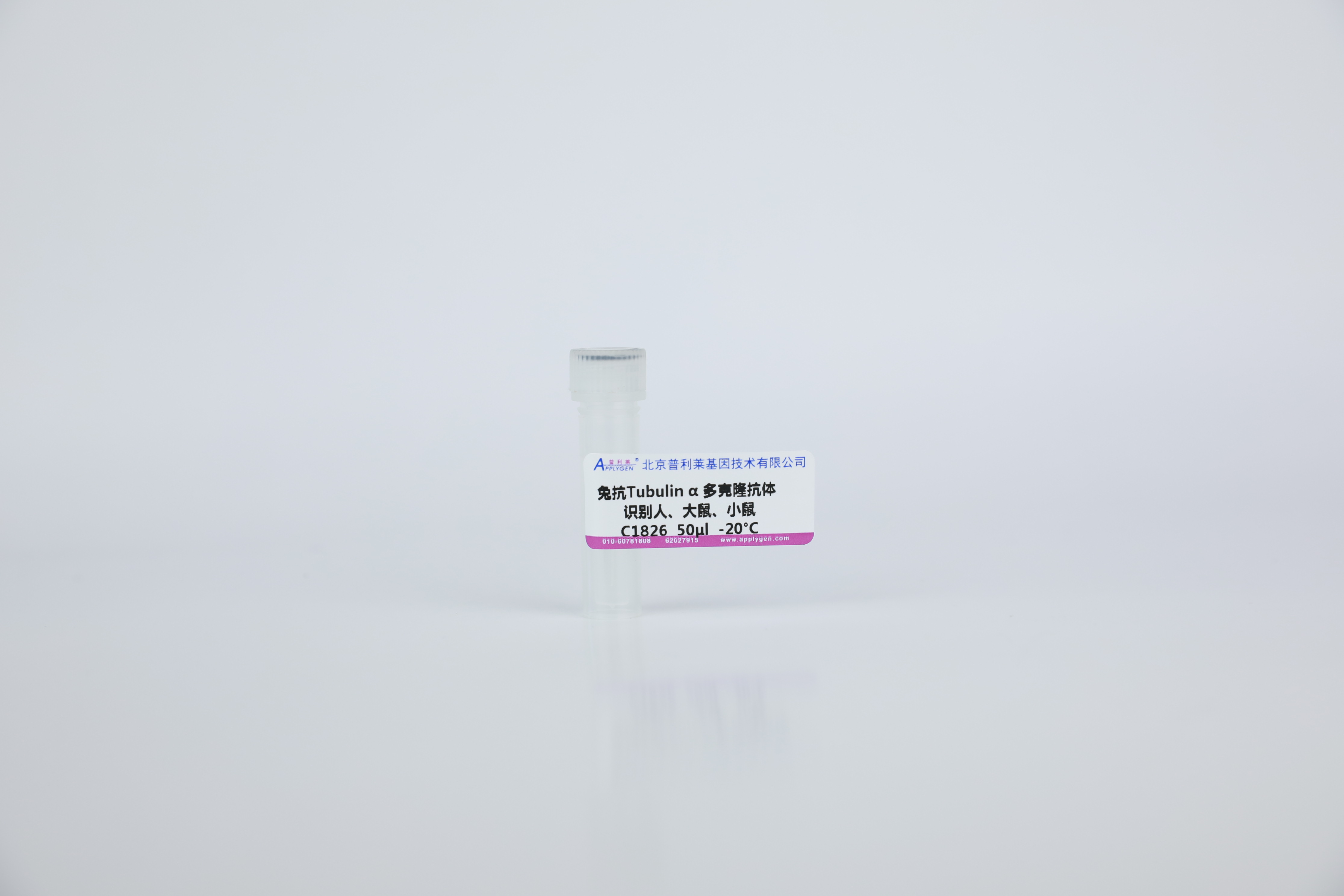 兔抗Tubulin α 多克隆抗体 识别人、大鼠、小鼠 C1826_北京普利莱基因技术有限公司